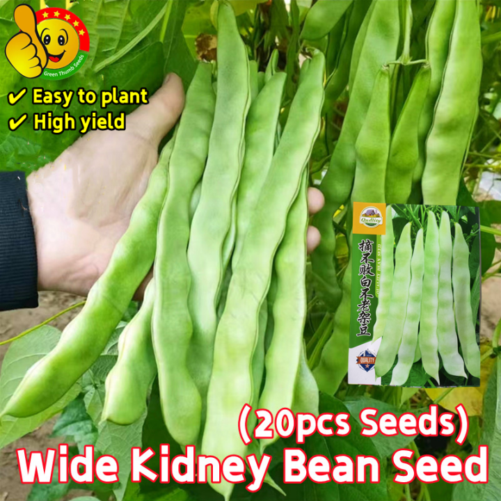 100% Original High Yield Wide Kidney Bean Seeds for Sale (Fresh 20pcs ...