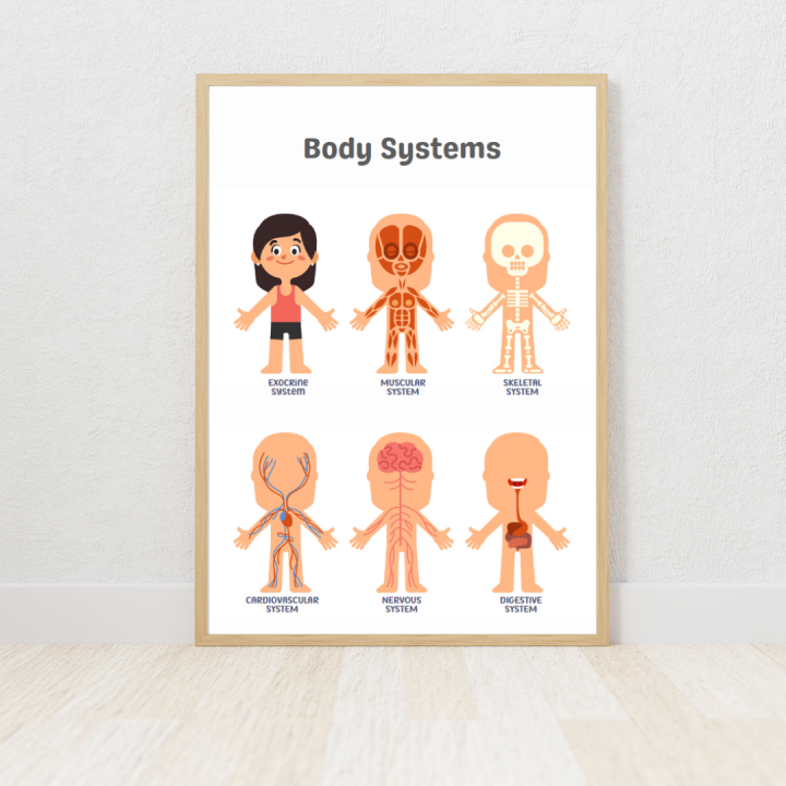 A3 or A4 Laminated Educational Posters, Body system, Science, Learning ...