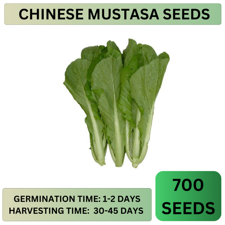 VALUE PACK (700 SEEDS) CHINESE MUSTASA SEEDS/FOR PLANTING/EASY TO GROW ...