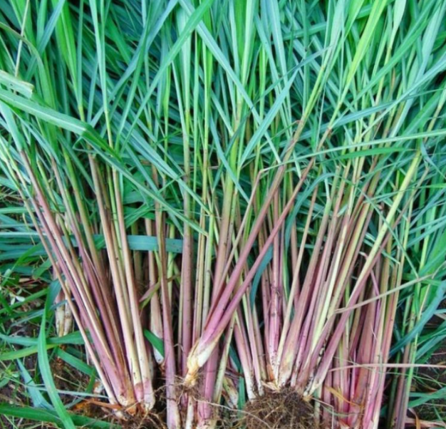 Sereh Merah Asli - Sereh Merah wangi - Tanaman Herbal sereh merah ...