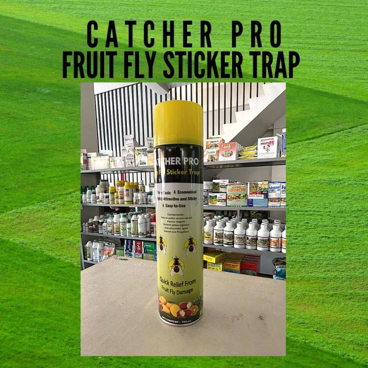 CATCHER PRO FRUIT FLY STICKER TRAP | Lazada PH