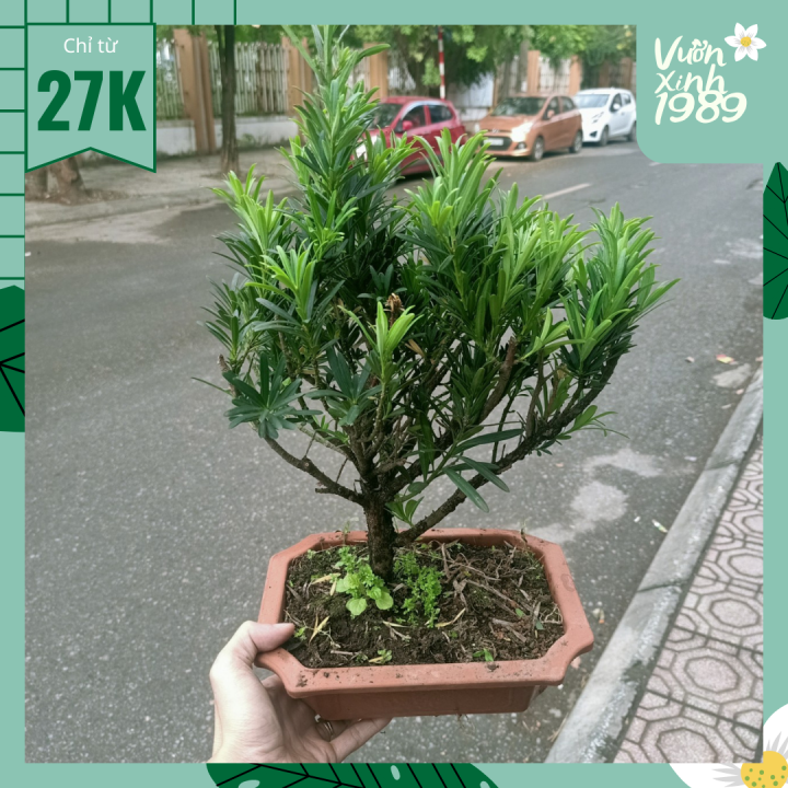 [Ảnh thật 100%] Cây TÙNG LA HÁN BONSAI, cao 40-50cm, cây bonsai mini ...