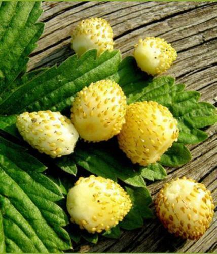 Seeds Alpine Strawberry Yellow Planting Wild Rare Everbearing Climbing ...