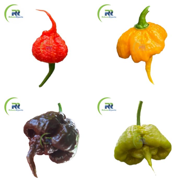 Paket 4b Biji Cabe Carolina Reaper Cabai Terpedas di Dunia Nomor 1 ...