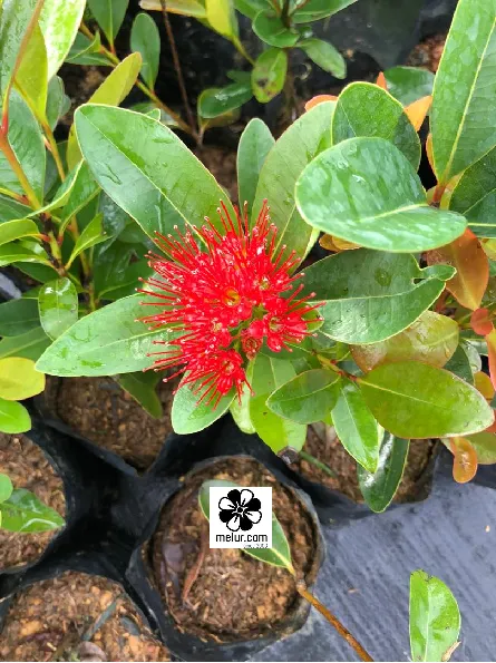 MDC- Anak Pokok Bunga Jambu Merah | Lazada