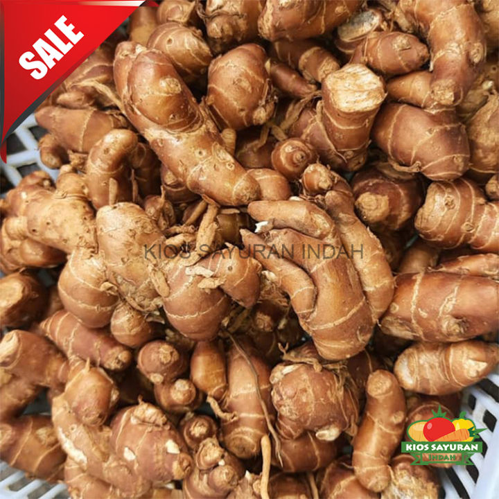 Kencur/Cikur Fresh 1 KG Murah | Lazada Indonesia