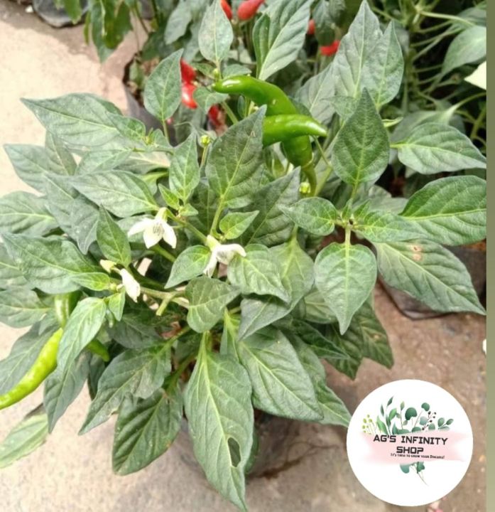 Sili Panigang Outdoor Plant (LUZON ONLY) | Lazada PH