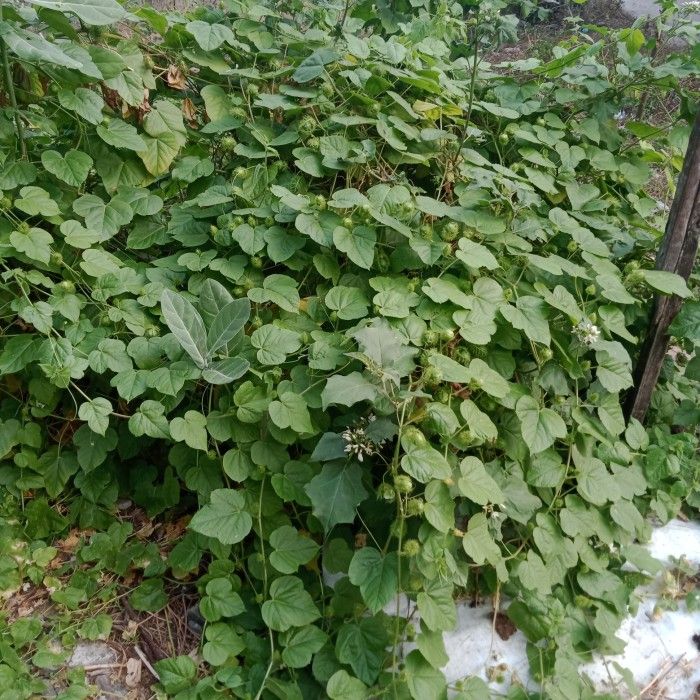 Daun Rambusa Herbal Kering (50 Lembar) | Lazada Indonesia