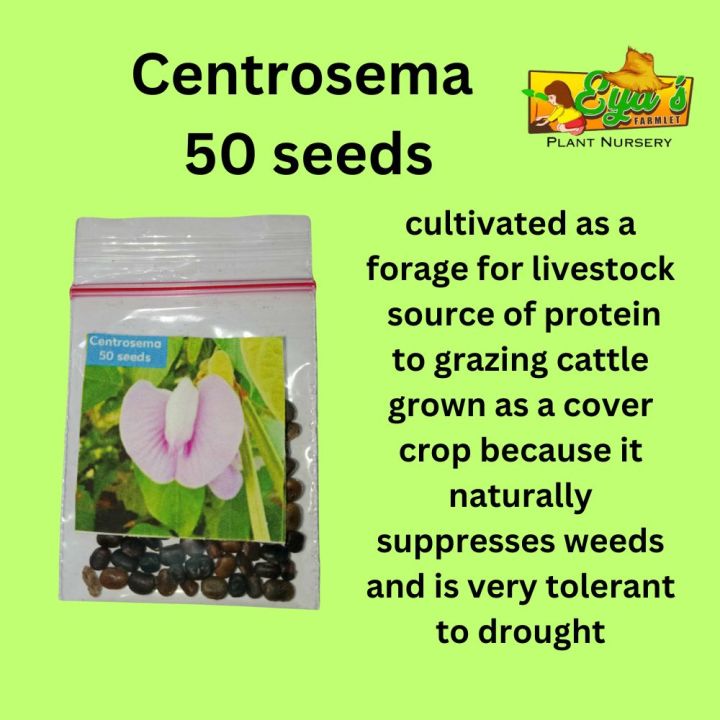 Centrosema pubescens seeds 50 pcs Forage seeds for livestock | Lazada PH