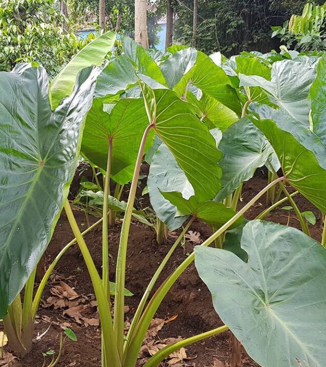 bibit pohon tanaman talas Bogor- talas bentul isi 10 bibit | Lazada ...