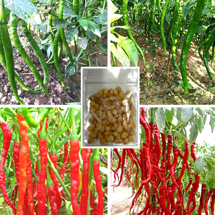 เมล็ดพันธุ์พริกยาว 100เมล็ด เมล็ดพันธุ์พริกยาวโจลอง Jo Long Pepper ...