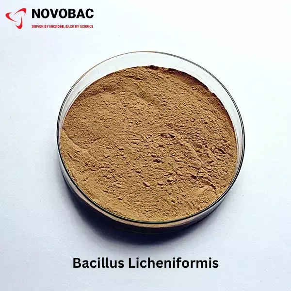 Bacillus subtilis Fungicide - Powerful Bio Fungicide for Organic Crop ...