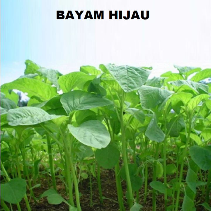 BAYAM HIJAU 2500 biji / bibit / benih BAYAM HIJAU / BAYAM / BAYAM CABUT ...