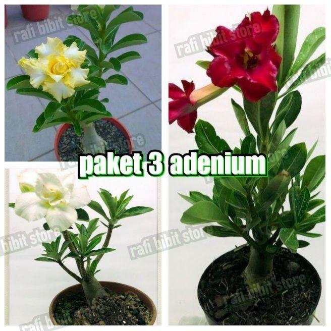 Paket 3 Tanaman Adenium Kamboja Jepang Tanaman Hias Adenium Tanaman