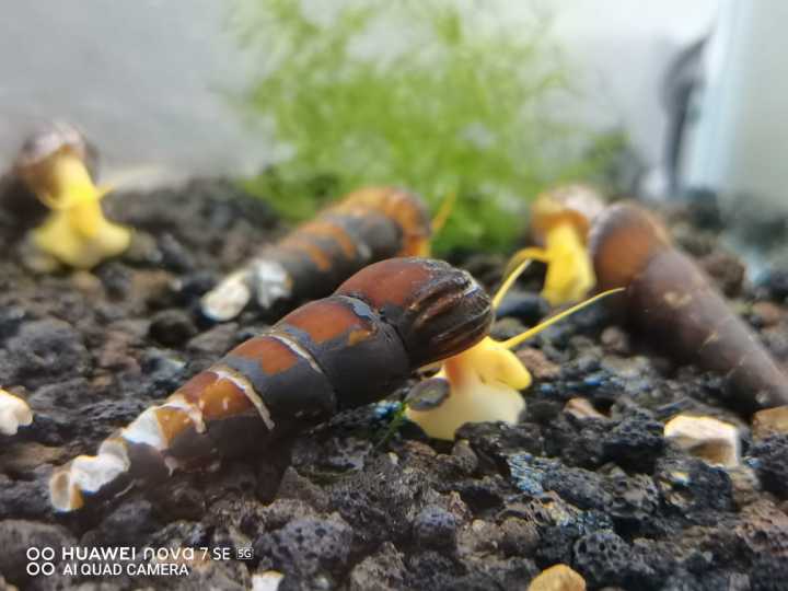 POSO YELLOW RABBIT SNAIL BY PTEs PETs LAB - 黄兔螺【厂家直售 / DIRECT FROM ...