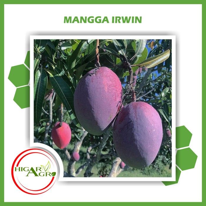 Bibit Tanaman Buah Mangga Irwin/Mangga Ungu | Lazada Indonesia