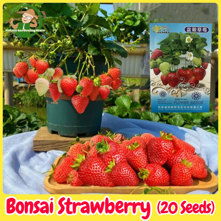 Fresh Bonsai Strawberry Seeds for Planting (20 Seed) Benih Buah ...