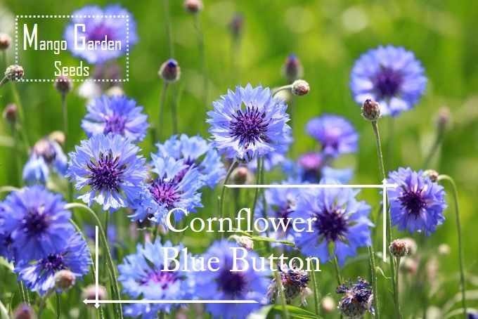 *Rare* Cornflower Bachelor Blue Button Flower Seeds - 30 Seed *Pot ...