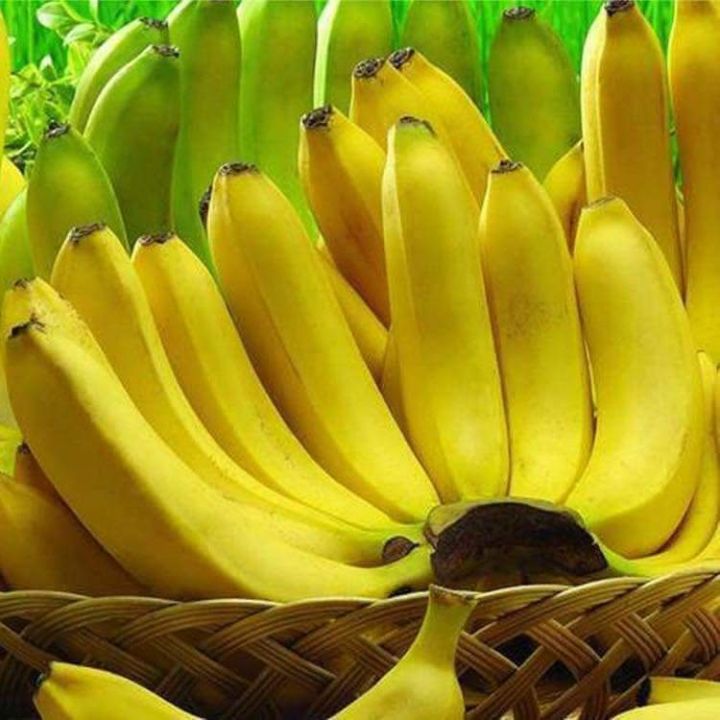 Giống cây Chuối Tây Lùn (Chuối Già Lùn -Chuẩn giống) f1 (cây giống đối ...
