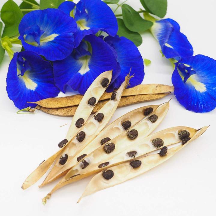 [SG 🇸🇬Store] Blue Butterfly Pea 蝶豆种子 Bunga Telang (Clitoria ternatea ...