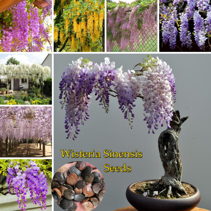 [Fast Germination] 8-10pcs Multicolor Wisteria Sinensis Seeds and Trees ...
