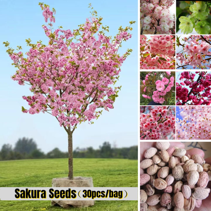 super Hot 30pcs Seeds Japanese Cherry Sakura Seeds Sakura Flower Plant ...