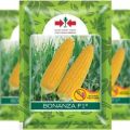 TERLARIS !!! Benih Jagung Manis Hibrida F1 Bonanza Now Cap Panah Merah ...