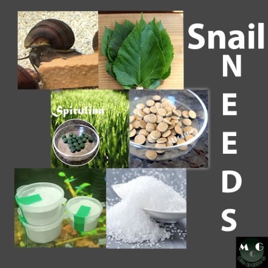 Aquarium snail calcium, food, treats, vitamins and substrate | ramshorn ...