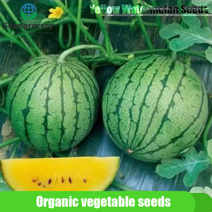 (20 Seeds) Super Sweet Juicy Yellow Watermelon Seeds Thin skinned ...