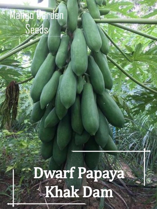 Khak Dam Dwarf Papaya Seeds - 30 Seed *Pot Friendly* Jenis Renek ...