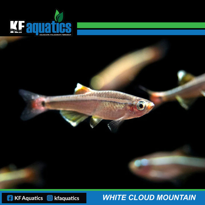 White Cloud Mountain Aquascape Fish | Lazada