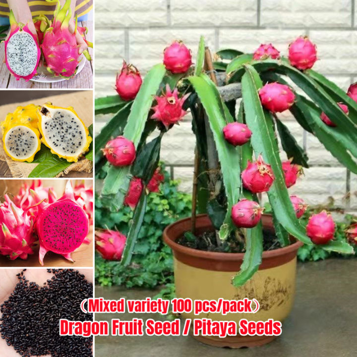 [Easy To Grow In Singapore] Pitaya Mixed Varieties Sweet Pitaya Seeds ...
