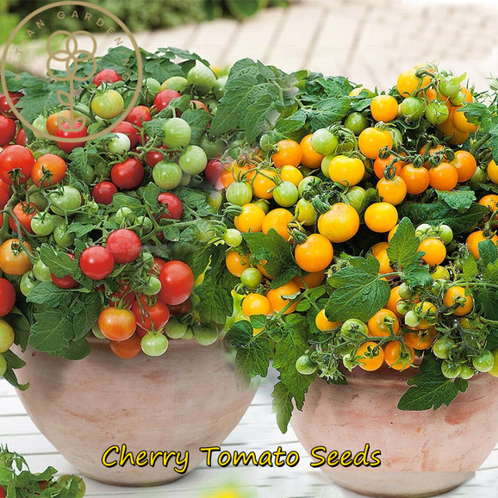 Dwarf Hybrid Variety Cherry Tomato Seeds for Planting Plants (100 Seeds ...