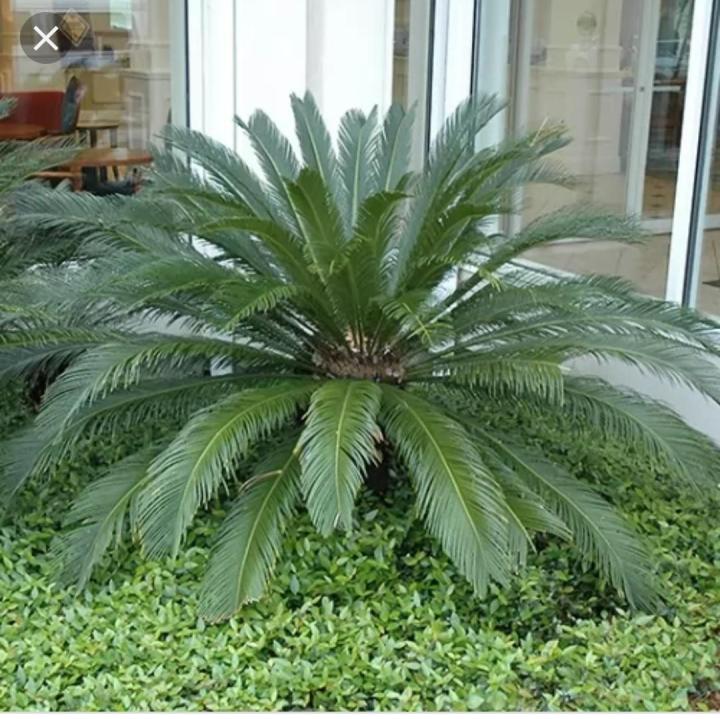 Bareroot Cycas Revoluta - 2'' pulp | Lazada