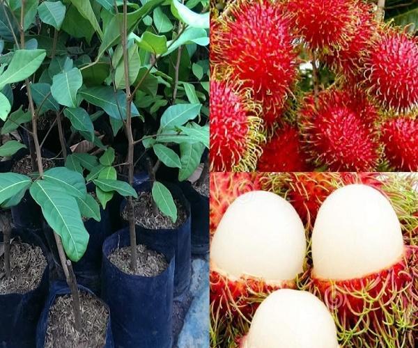 MM- Anak Pokok Rambutan Anak Sekolah (Kahwin) Anak Pokok Tanaman Benih ...