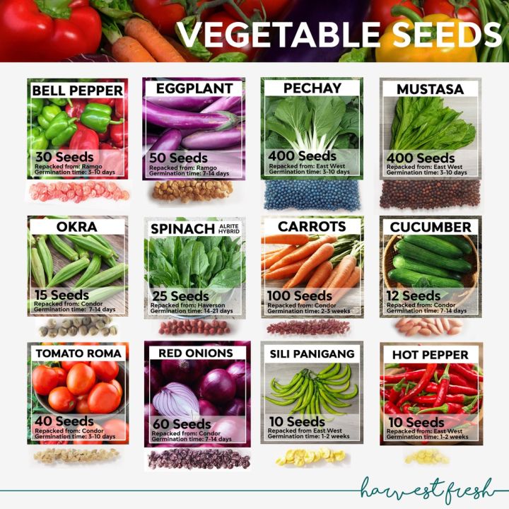 MOCHI Vegetable Seeds Kamatis Pechay Talong Ampalaya Sibuyas Okra Sili ...