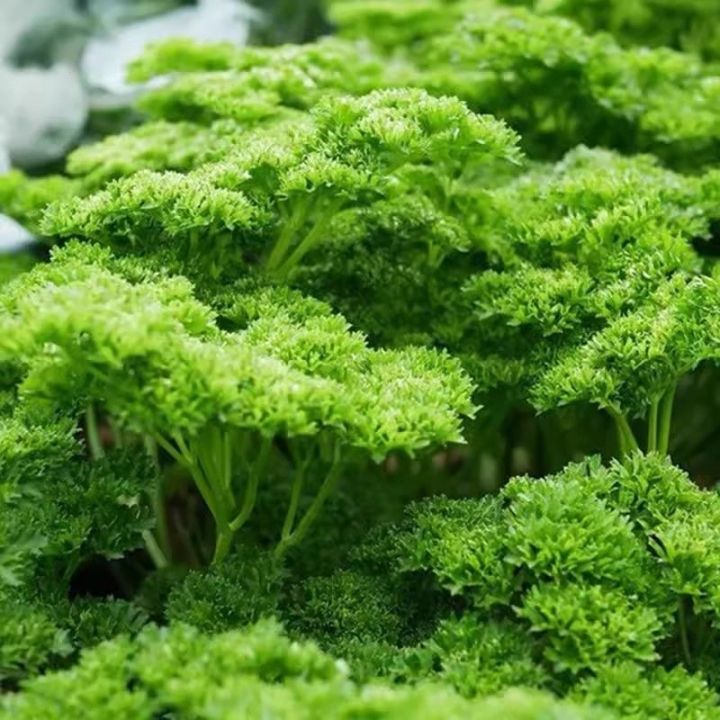 100 seeds Curled Parsley Seeds-Moss Curled Parsley Vegetable Seeds ...