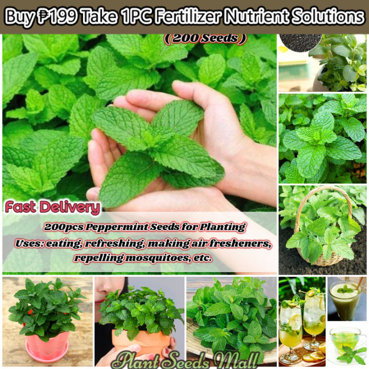[Fast Germination] 100pcs Peppermint Seeds for Planting Potted Edible ...