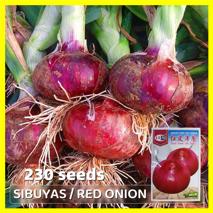 100% Fresh Red Onion Seeds for Planting - Biji Benih Bunching Onion 230 ...