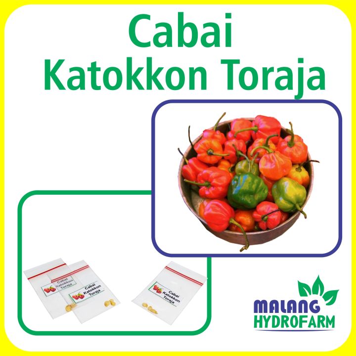 Benih Cabai Katokkon Toraja Unggulan Berkualitas bibit biji repack cabe ...
