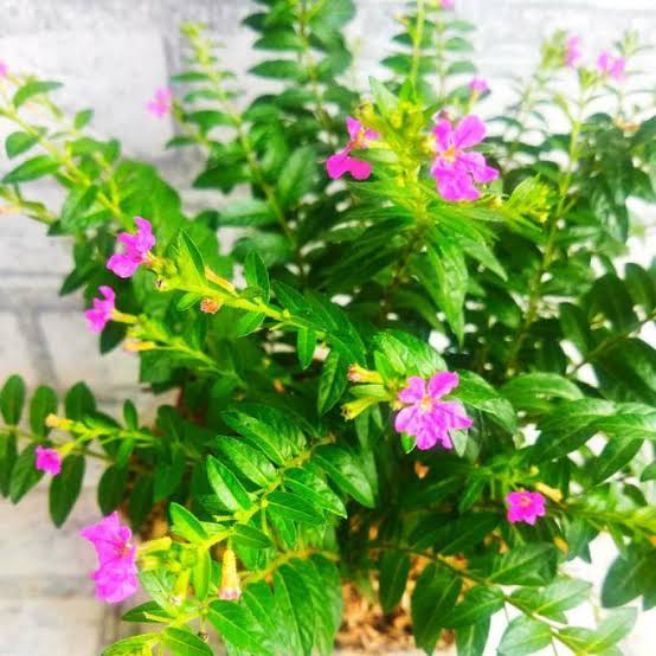 Tanaman hias Taiwan ungu beauty / Pohon bunga taiwan beauty | Lazada ...