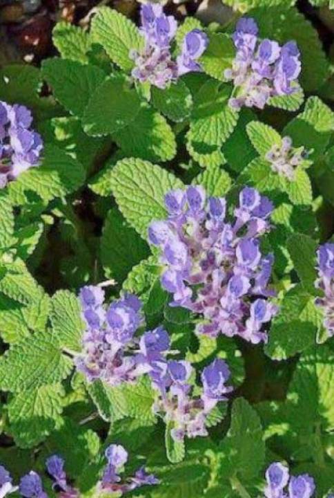 มิ้นท์กันยุง แคทมิ้นท์ มิ้นท์ไล่ยุง เมล็ดพันธุ์สมุนไพรไล่ยุง Catmint Nepeta-Mussinil Seeds ...