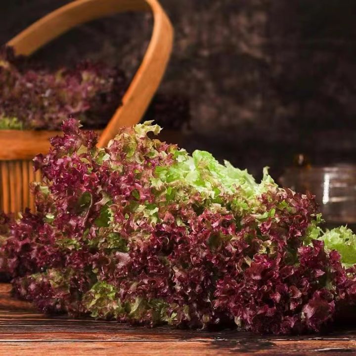 Fresh red-leaf lettuce is washed and ready-to-eat western food salad ...