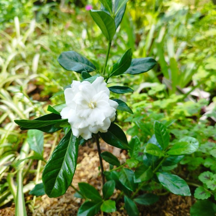 Tanaman hias bunga melati kaca piring - Tanaman hias gardenia ...