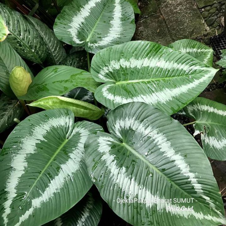 Tanaman Hias Homalomena Silver Schismatoglottis Araceae# Homalomena ...