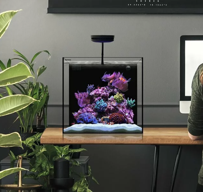 Waterbox Aquariums CUBE 20 | Lazada