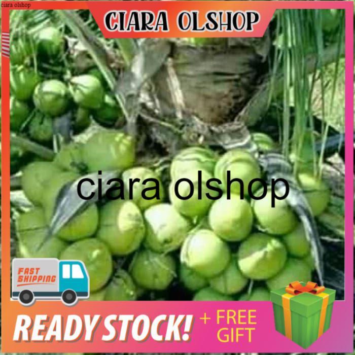 Tanaman Bibit Buah Kelapa Hibrida | Lazada Indonesia
