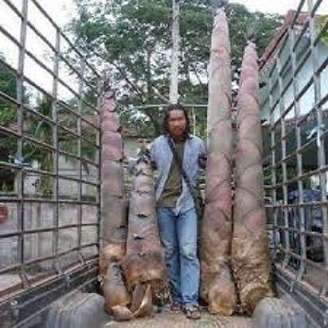 Cây măng tre khổng lồ Thái Lan, cây giống to khỏe - Cây giống đẹp, giá ...