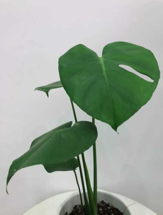 Monstera Deliciosa (Baby) | Lazada