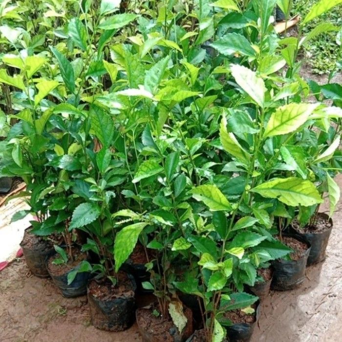 tanaman pagar pohon tetehan | Lazada Indonesia